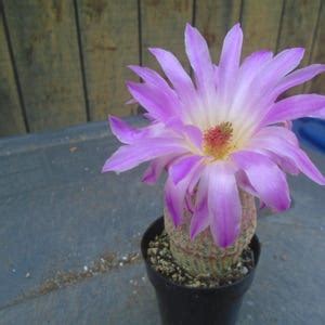 Two Rosey Hedgehog Cactus Fully Rooted Echinocereus Rigidissimus