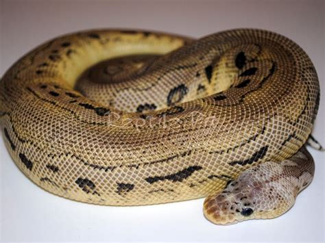 Pewter Clown Ballpython