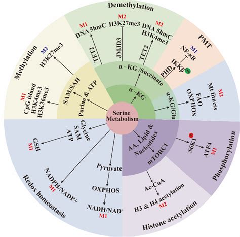 The Contribution Of Serine Metabolism To Macrophage Polarization The Download Scientific