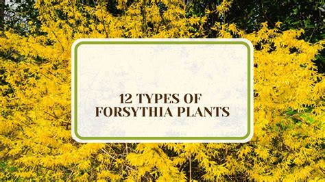 12 Types Of Forsythia Plants For Gorgeous Spring Blooms Plant America