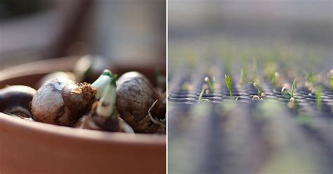 Bulbs Seeds Hoen S Garden Center Landscaping