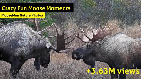 Crazy Fun Moose Videos The Best Hits Mix Youtube