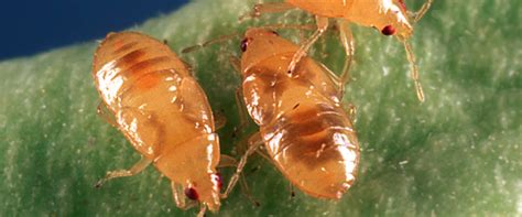 Bioorius Biobee South Africa