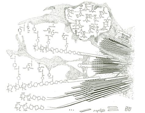 Secondary Cell Wall Structure Quiz
