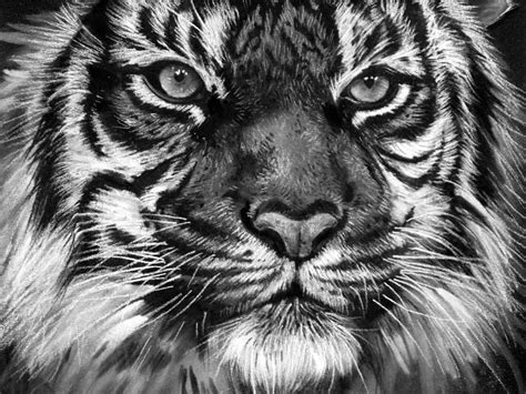 South China Tiger Drawing By Sharlena Wood Fine Art America