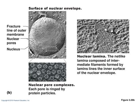 Cells The Living Units Part C Ppt Download