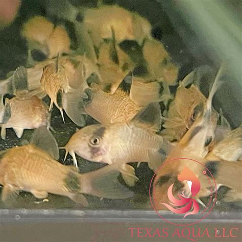 Bottom Eater Texas Aqua Llc