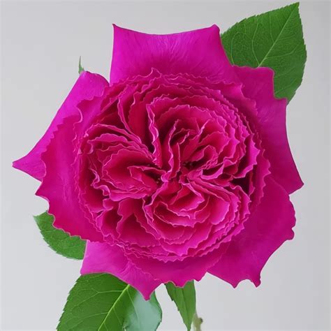 Yuji Rose Rosesplant