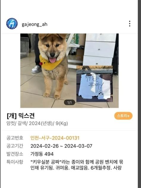 공원에 버려진 강아지 Mlbpark