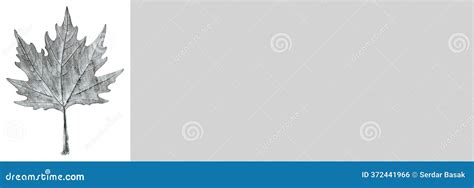 Sycamore Tree Leaf Hand Drawn Black And White Lead Pencil Drawing