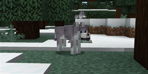 Wolf Minecraft Ansikt New Wolftypes Explained R Minecraft