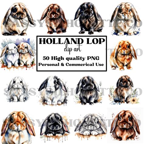 Holland Lop Clipart Holland Lop Images Watercolor Holland Lop Rabbit