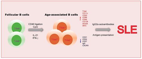 Other Antibodies For Lupus At Bridget Mireles Blog