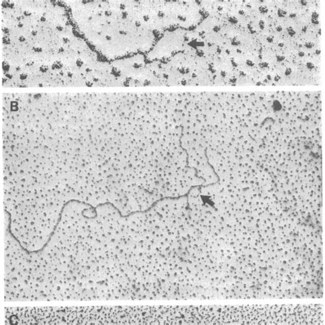 Reca Protein Catalyzed D Loop Formation In Linear P22 Dna A B And