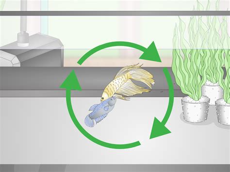 How To Selectively Breed Betta Fish With Pictures Wikihow