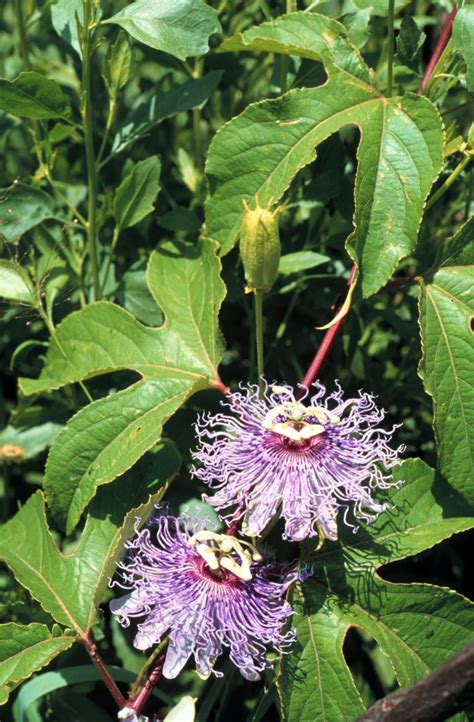 Passiflora Incarnata Rachels Native Plants