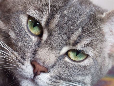 Discover Fascinating Cat Breeds With Green Eyes Tpkgj
