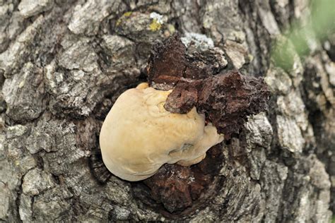 What Is White Fungus On Wood At Isabel Lacey Blog