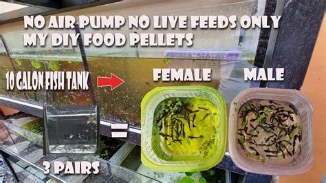 Harvesting Juvinile Half Black Guppy To A 10 Gallons Of Out Door Fish