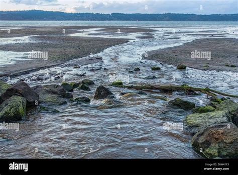 A Stream Flows Into The Puget Sound At Dash Point State Park In