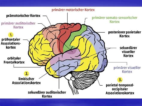 Aufbau Der Grohirnrinde Der Kortex Lsst Sich In