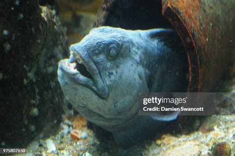 Freaky Photos And Premium High Res Pictures Getty Images