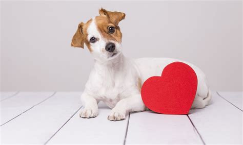 Descubre Cuánto Dura Un Perro Con Corazón Grande Increíbles Datos Que