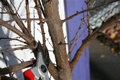 The Flower Bin Nows The Time To Winterize Trees
