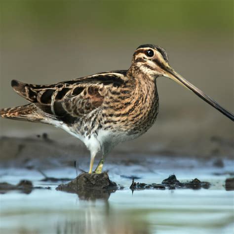 Hunting Snipe In Alabama A Thrilling Expedition Goenthusiast