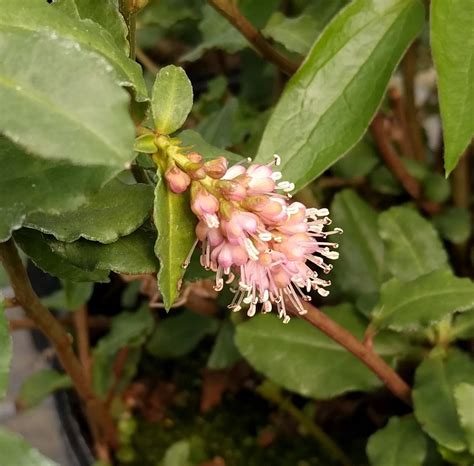 Ercilla Volubilis Brushwood Nursery Clematis Specialists