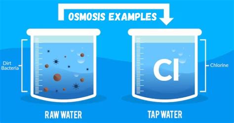 30 Osmosis Examples Vivid Examples
