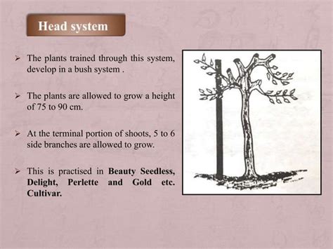 Canpoy Classification And Canopy Management Through Rootstock And Scion Pptx