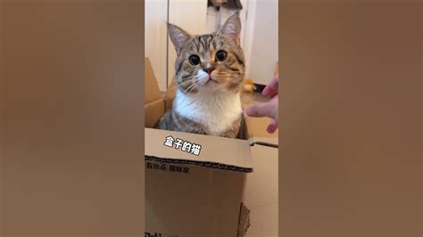 讲真的 咱们梨花猫是真的很漂亮啊oi小猫有点火热啊 狸花猫 萌宠出道计划 Youtube