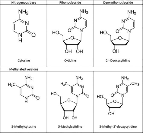 Cytosine Nucleoside Microbial Cytosine Deaminase Is A Programmable