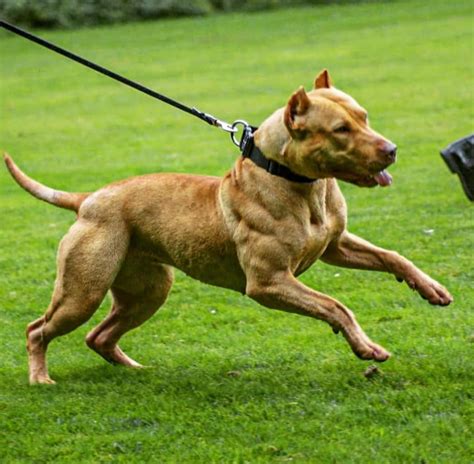 Dogs With Muscles