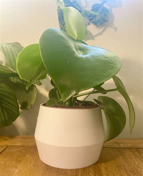 3d Printed Angled Plant Pot Stylish And Sustainable By The Pot Tailor