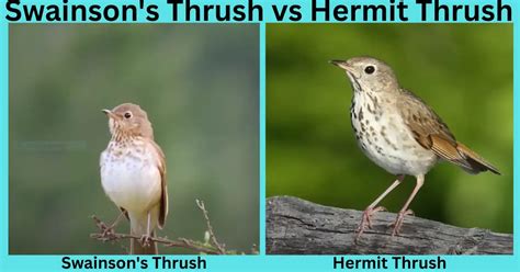 Swainsons Thrush Vs Hermit Thrush 9 Main Differences