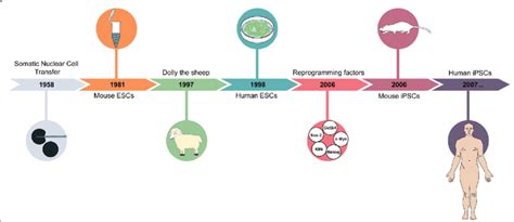 Stem Cell Research Key Dates Genetic Reprogramming Started As Early