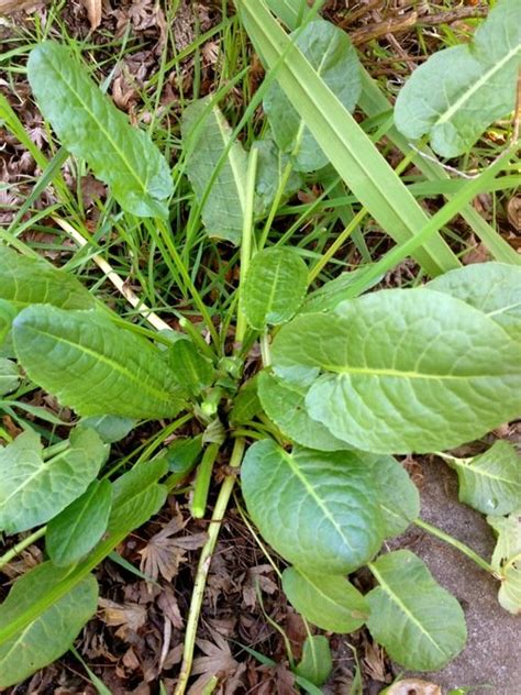 Dock Leaves