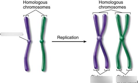 Bio Test 4 Set 1 Diagram Quizlet
