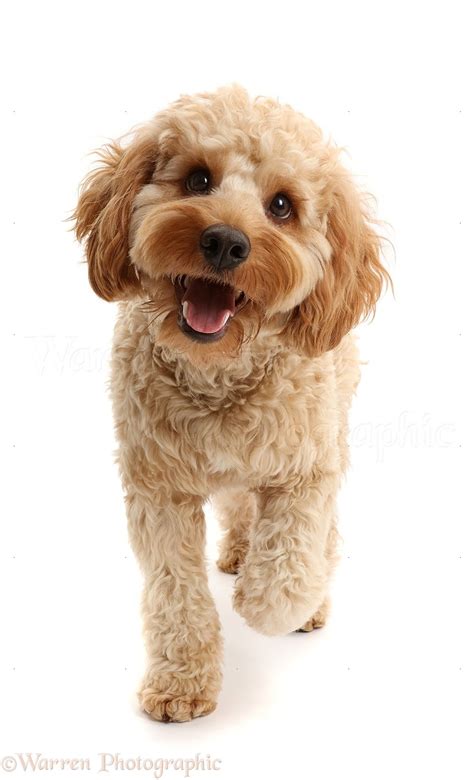 Cockapoo Dog Photo Wp44518
