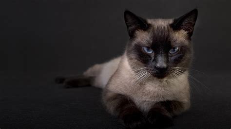 Топ 10 самых красивых кошек с фото и названиями РБК Life