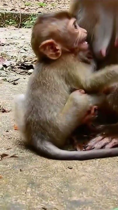 Don T Ca Tch Me Bb Rainbow Es Caped From Libby To Find Luna To Help