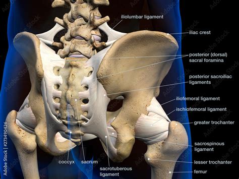 Pelvic And Hip Ligaments Labeled Posterior View On Black Stock