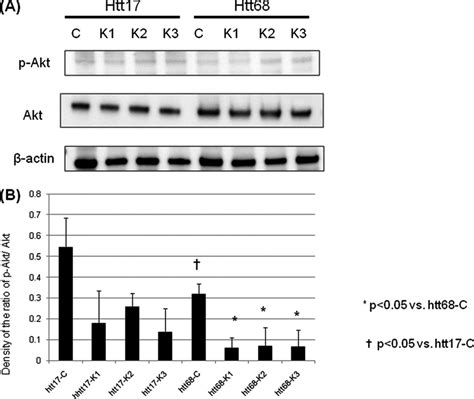depletion of akt in mutant htt cells a insp 6 k transfected htt68 and download scientific