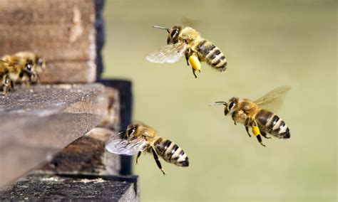 Seraphim Space Fund Adds Opteran To The Portfolio