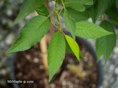 Buy Prunus Pink Cascade Pink Flowering Cherry Tree — Mr Maple │ Buy Japanese Maple Trees