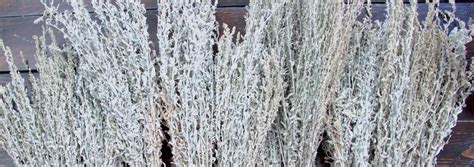 Healing Harvest Amanda Wallin Shares Bounty Of Knowledge Ruperts