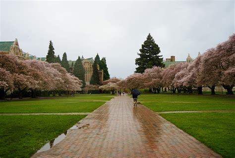 Uw Cherry Blossoms Fall Vs Spring Quarter R Seattle