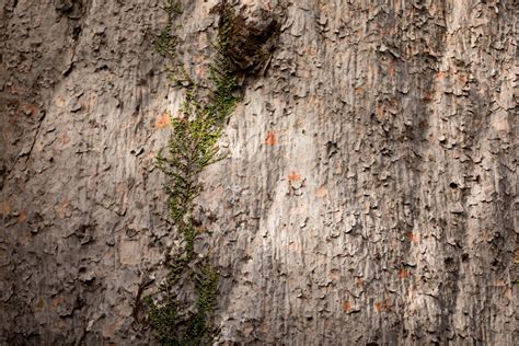 Research Database Tiakina Kauri
